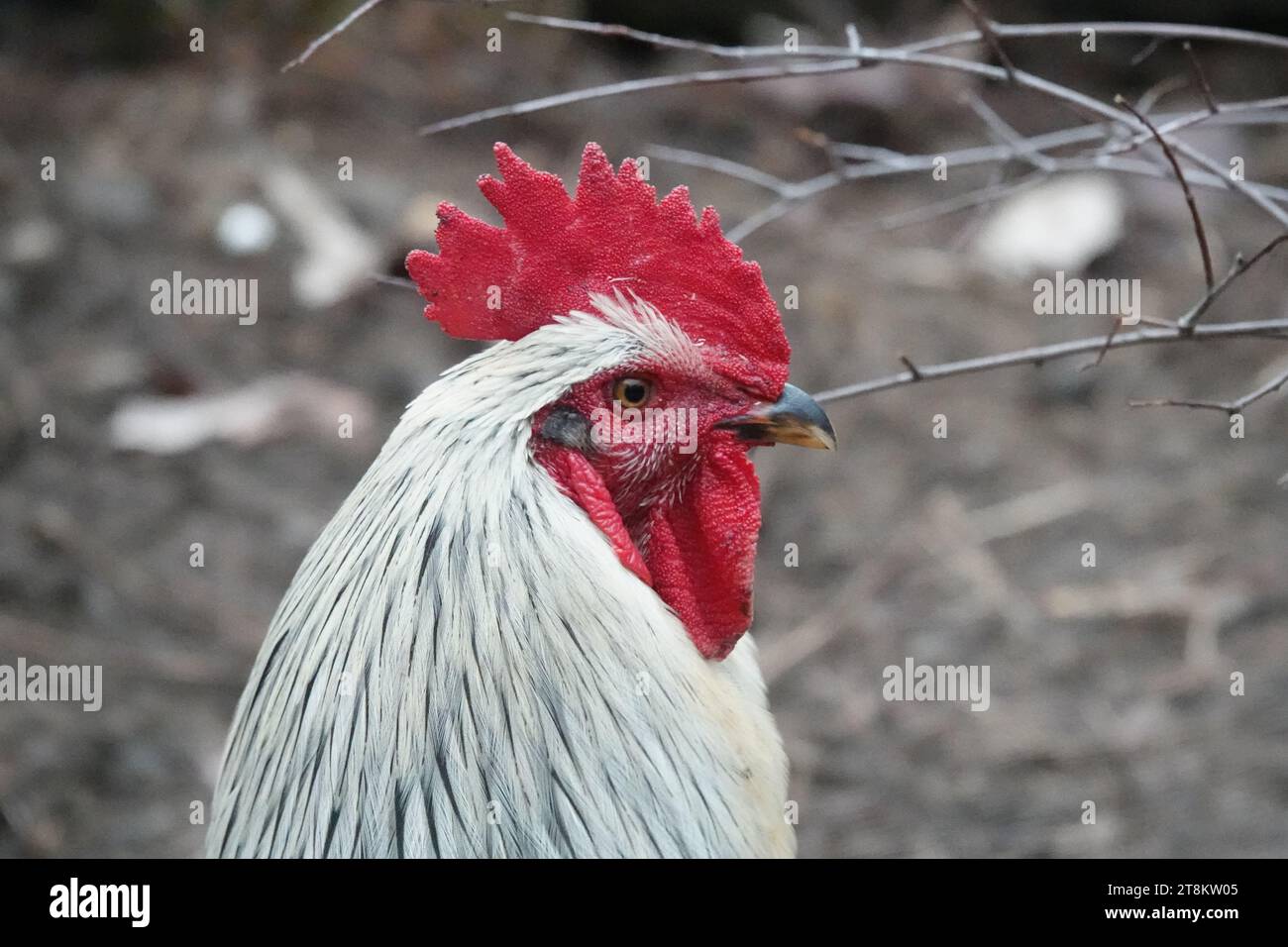 Head and shoulders portrait of a white rooster against a grey blurred ...