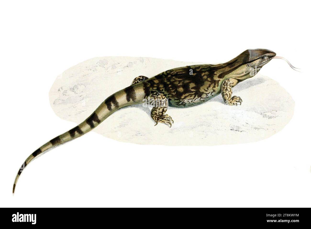 Varanus Cut Out Stock Images & Pictures - Alamy