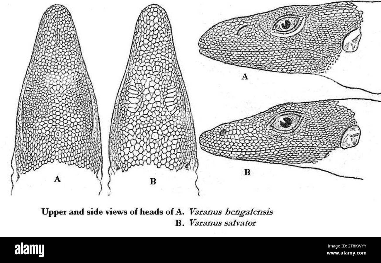 Varanus Cut Out Stock Images & Pictures - Alamy