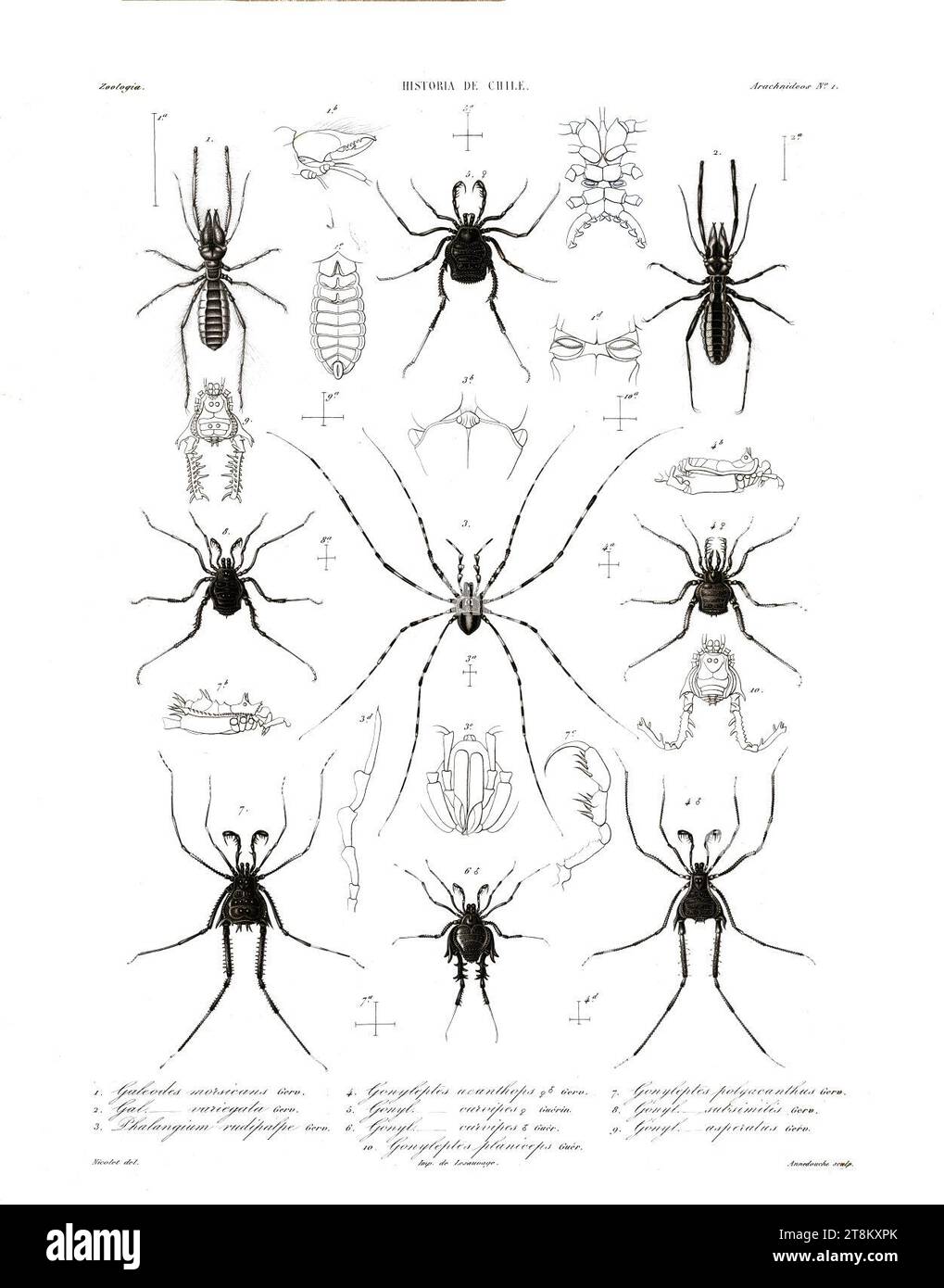 Arachnid forms hi-res stock photography and images - Alamy