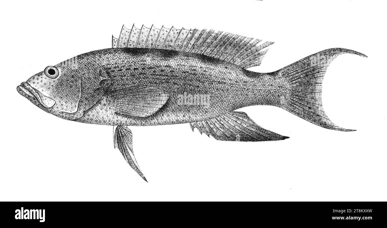 Variola louti Ford 7 Stock Photo - Alamy