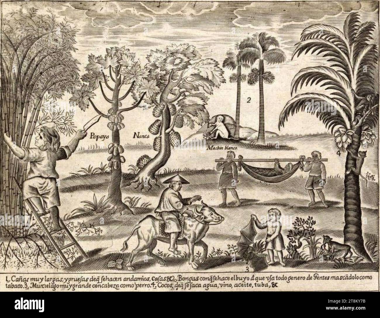 Various Philippine animals and plants frame 2, detail from Carta ...