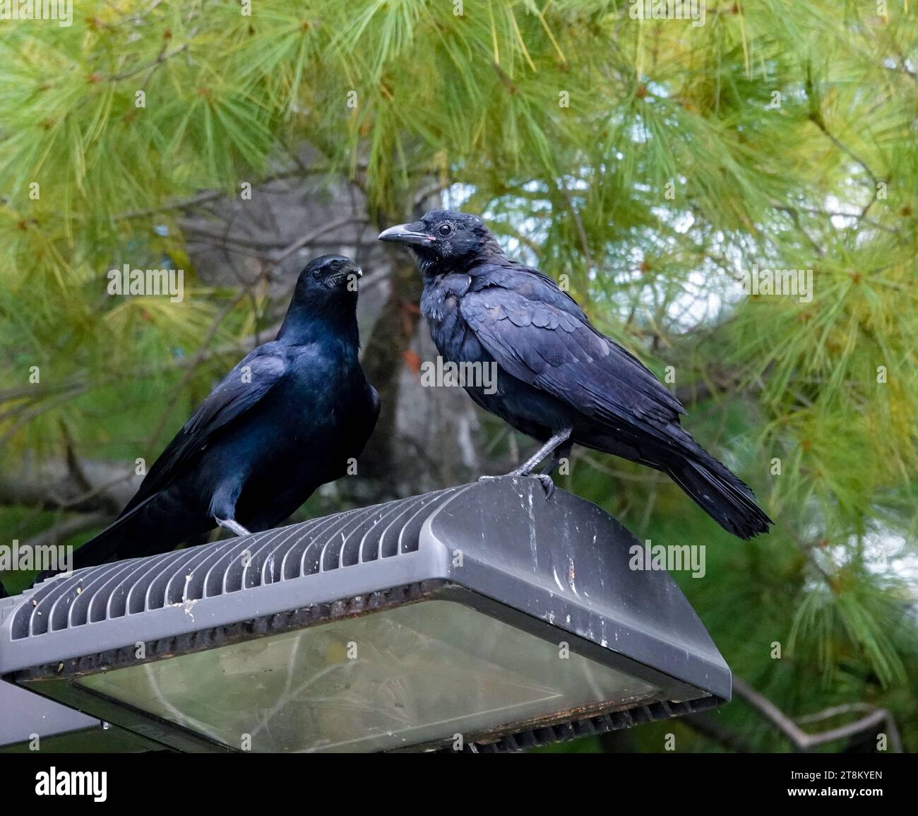 Two crows, one who is molting, sitting on a streetlamp in front of a ...