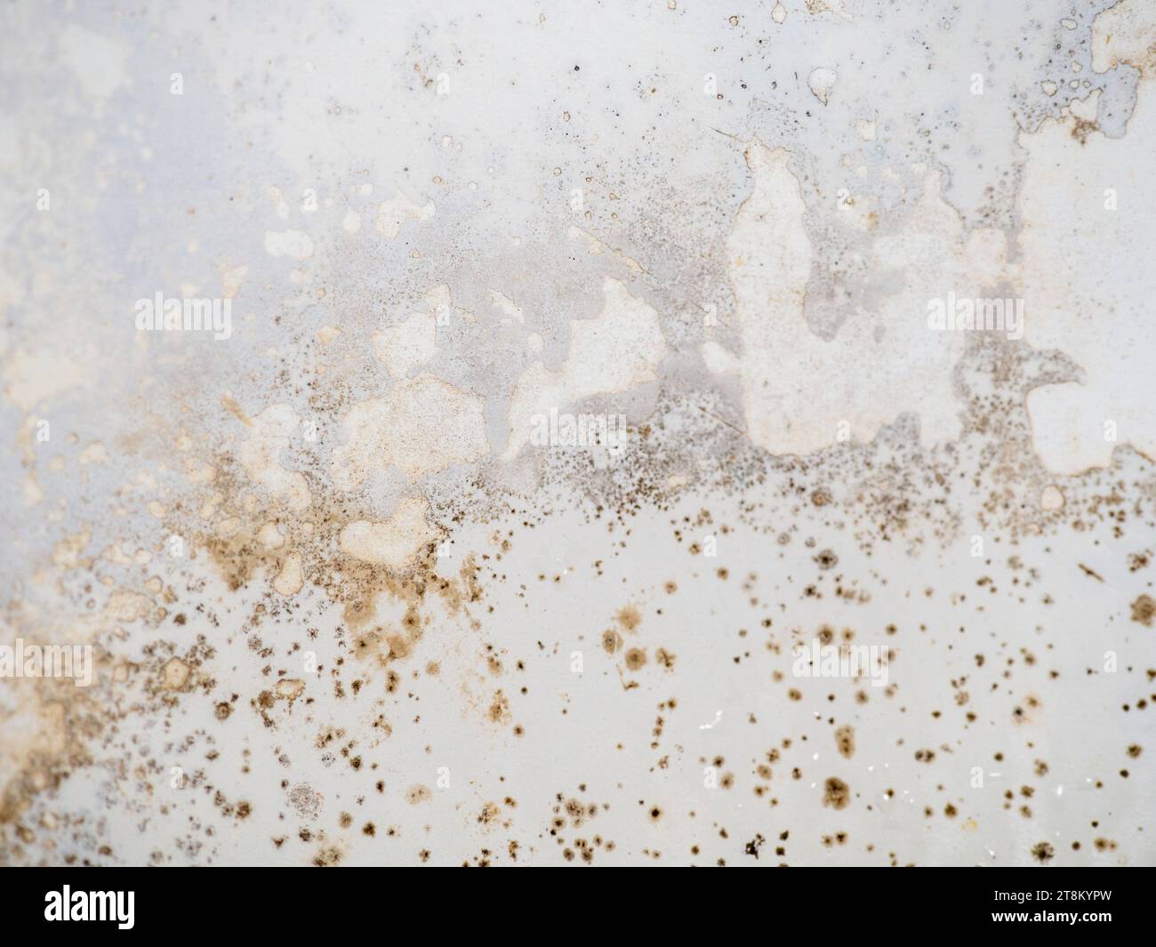 Mold on the surface of the bathroom. Dark mold close-up on bathroom ...