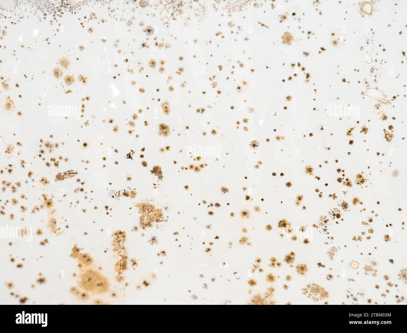 Mold on the surface of the bath. Dark mold close-up on bath enamel ...