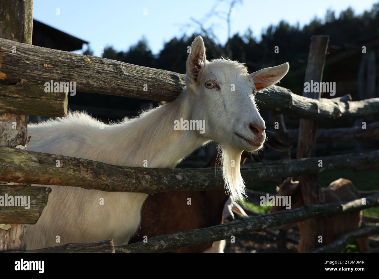 Cute goat inside of paddock at farm Stock Photo - Alamy