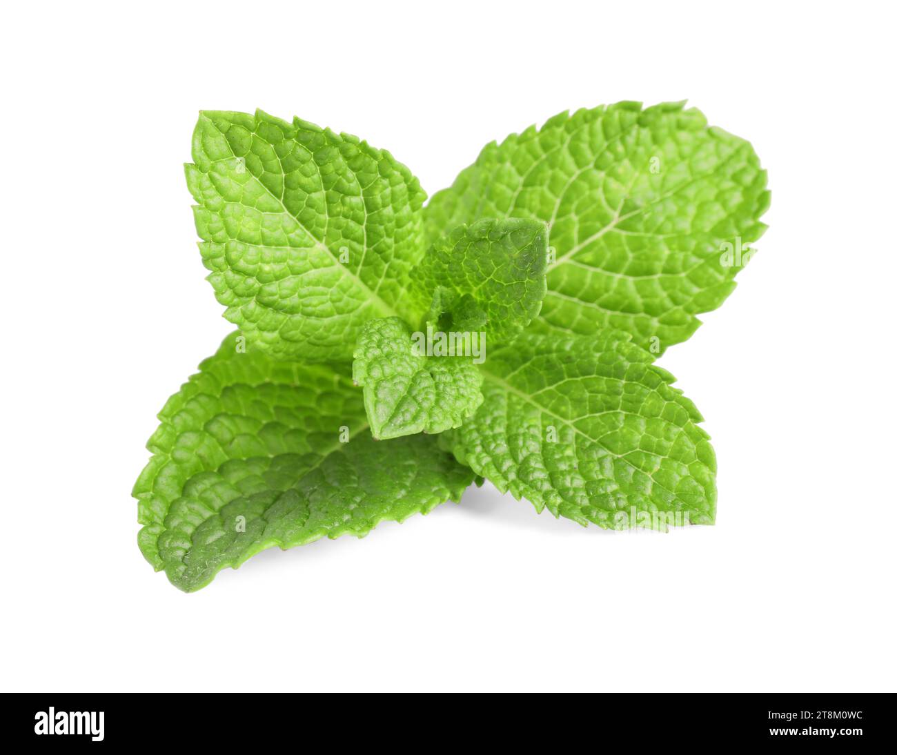 Fresh mint plant with green leaves isolated on white Stock Photo - Alamy