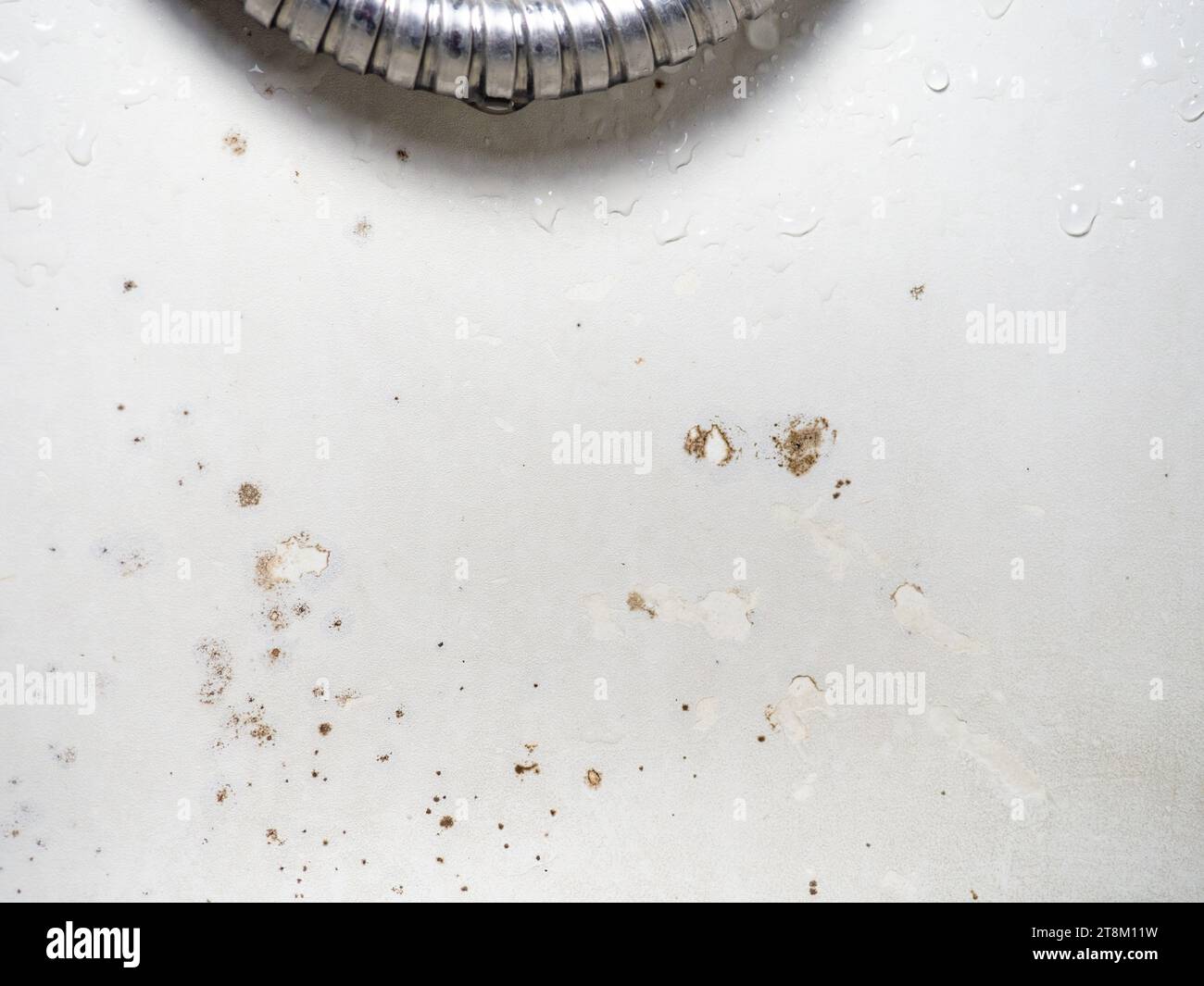 Mold on the surface of the bath. Dark mold close-up on bath enamel ...