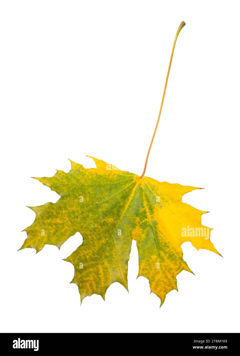 One maple leaf isolated on white. Autumn season Stock Photo - Alamy