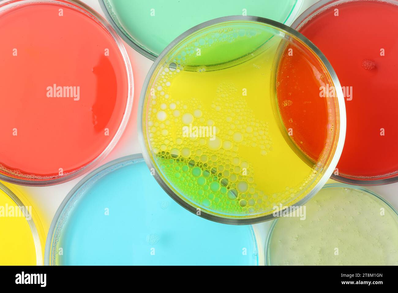 Petri dishes with different liquid samples on white background, top ...
