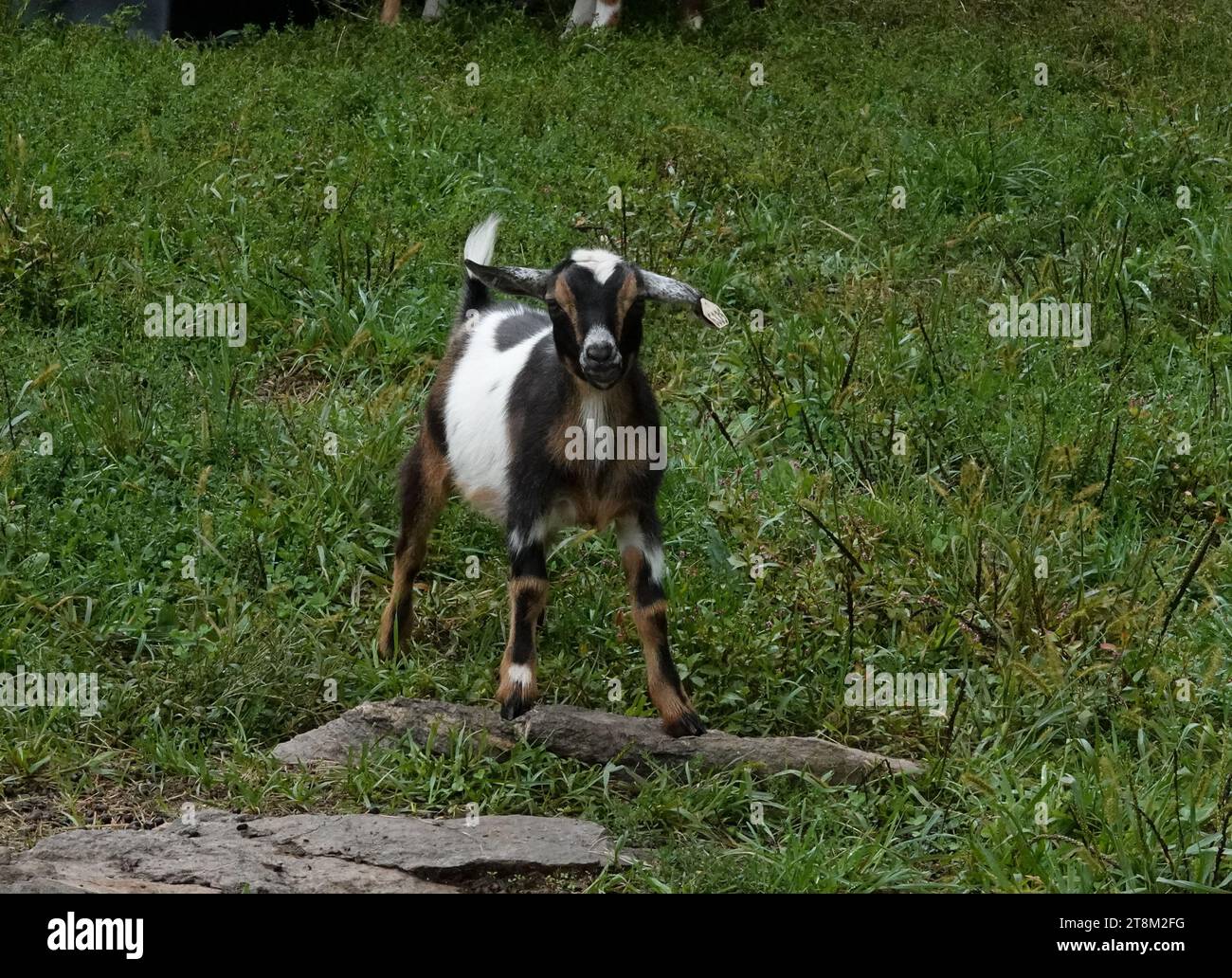 Goat farm photography hi-res stock photography and images - Alamy