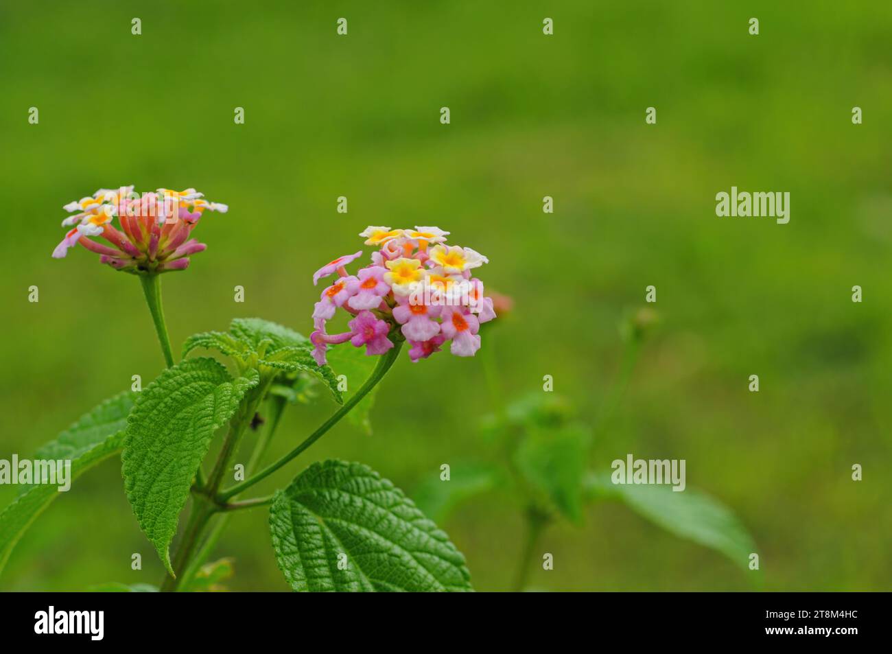 Bunga Tahi Ayam or Lantana acuelata flower which grows wild in the ...