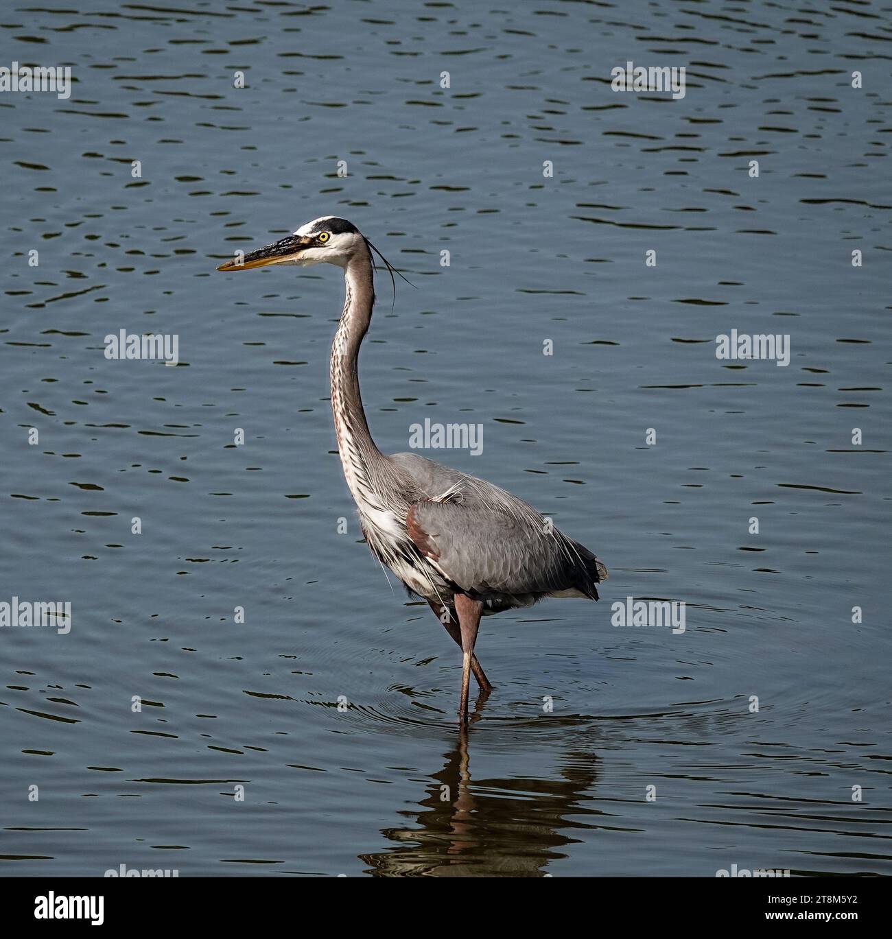A great blue heron wading in a pond Stock Photo - Alamy
