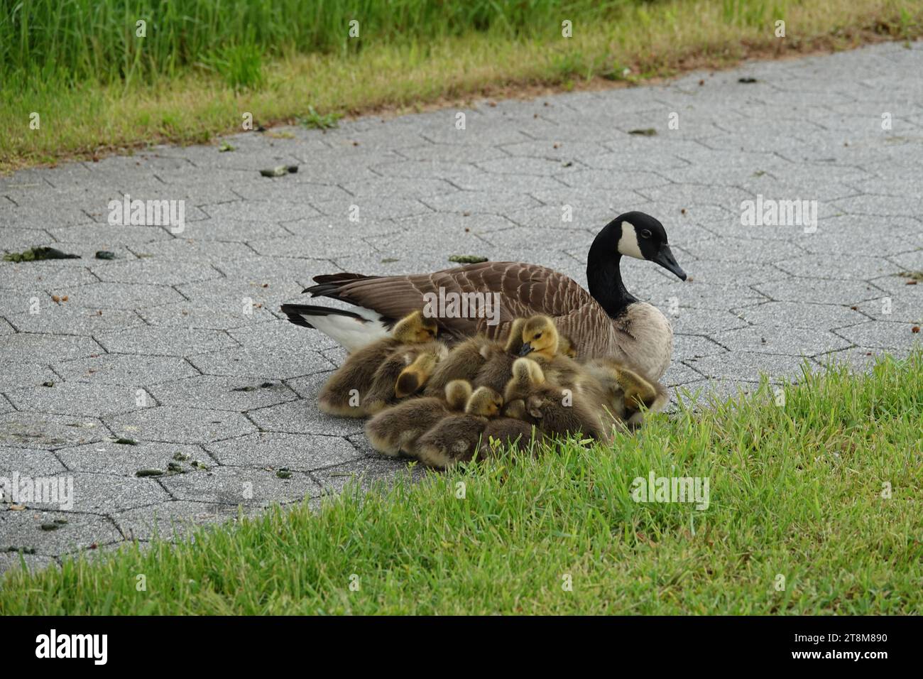 A Canadian goose and her goslings sitting on a brick sidewalk next to a ...