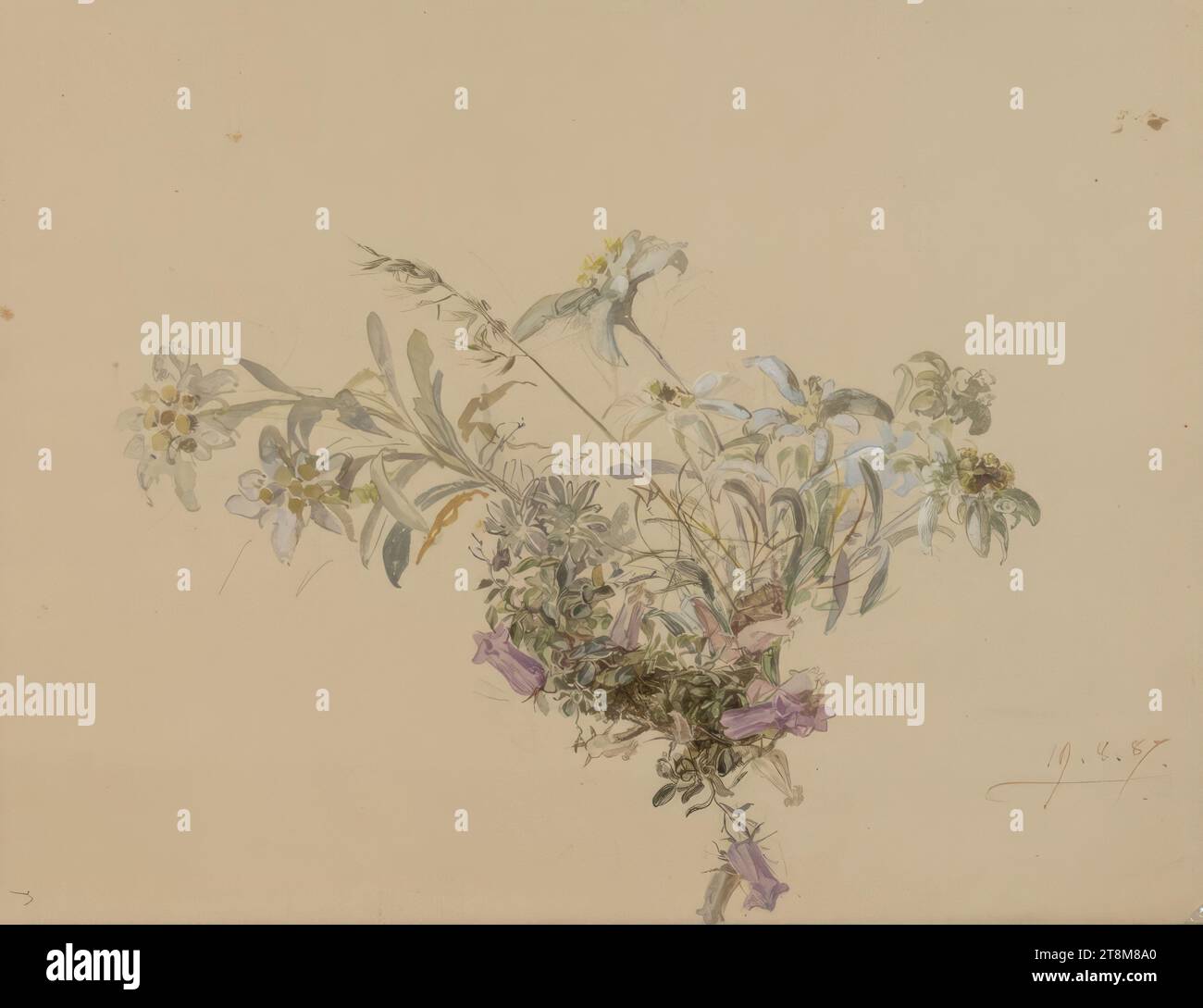 Edelweiß, Marie Lippert-Hoerner (Vienna 1860 - 1932 Vienna), 1887 ...