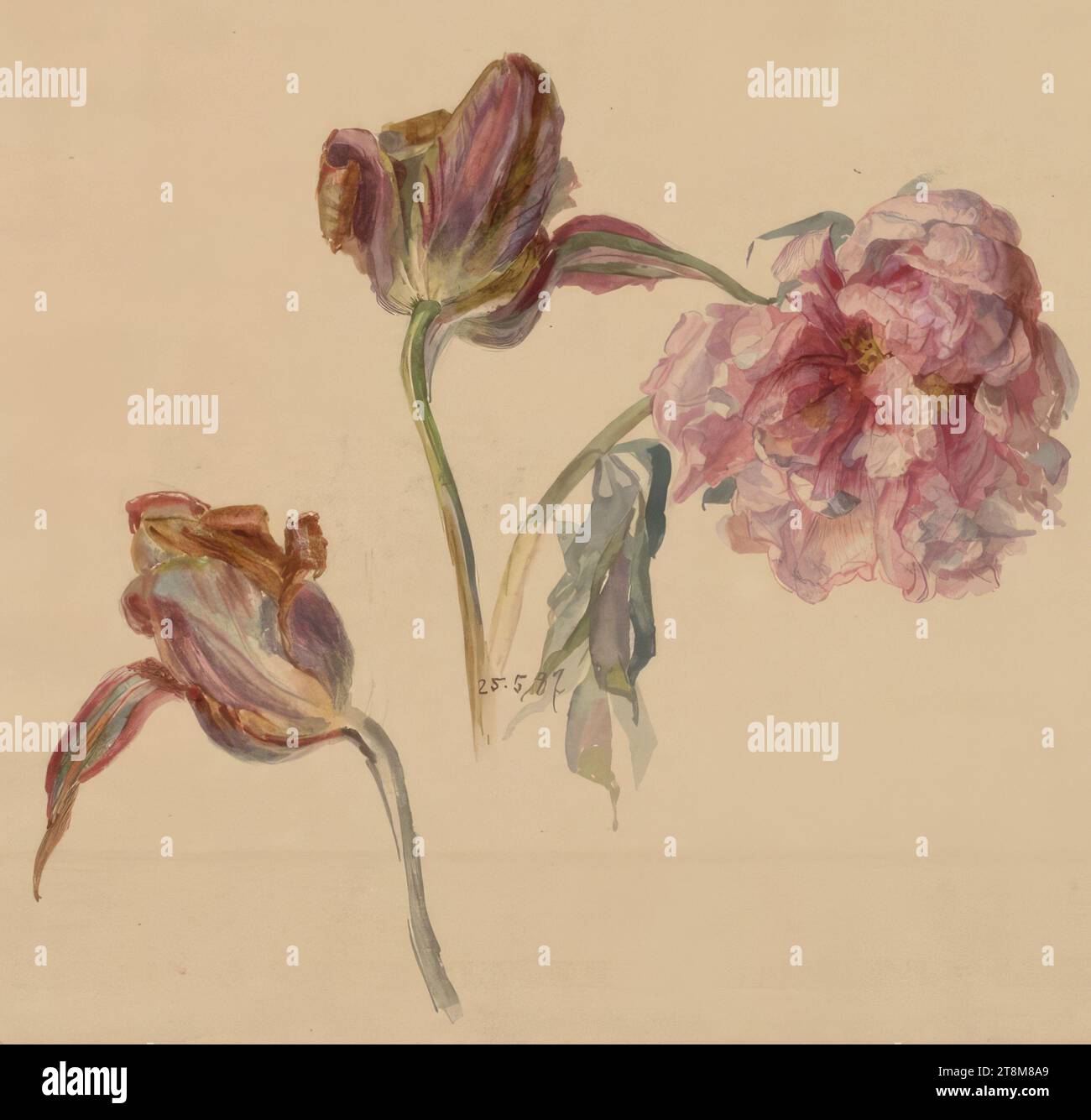 Tulips and Peony, Marie Lippert-Hoerner (Vienna 1860–1932 Vienna), 1887 ...
