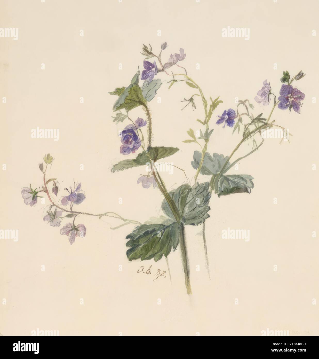 Ehrenpreis, Marie Lippert-Hoerner (Vienna 1860 - 1932 Vienna), 1887 ...