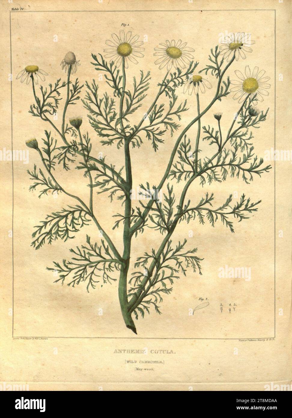 Vegetable materia medica of the United States, or, Medical botany ...