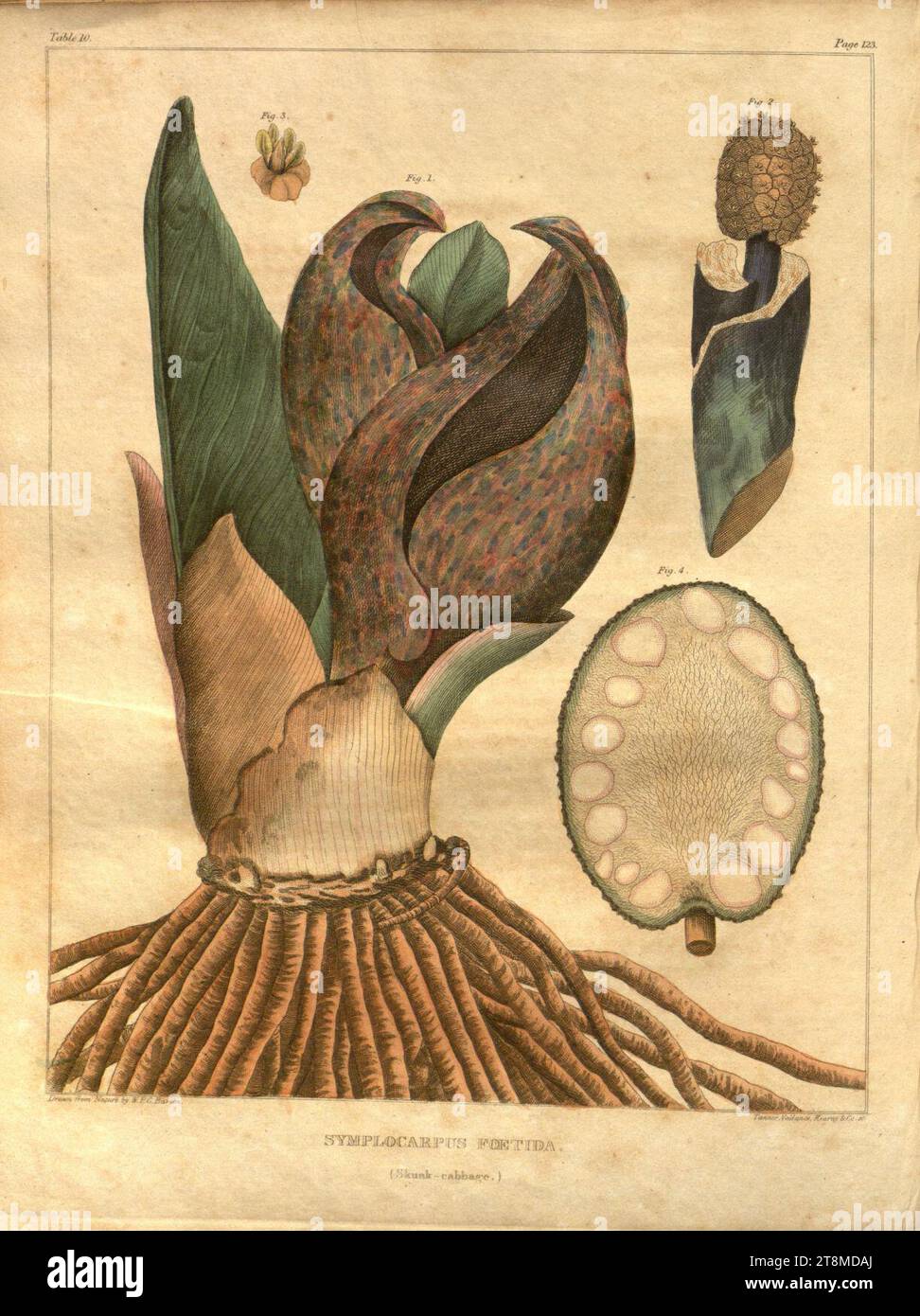 Vegetable materia medica of the United States, or, Medical botany ...