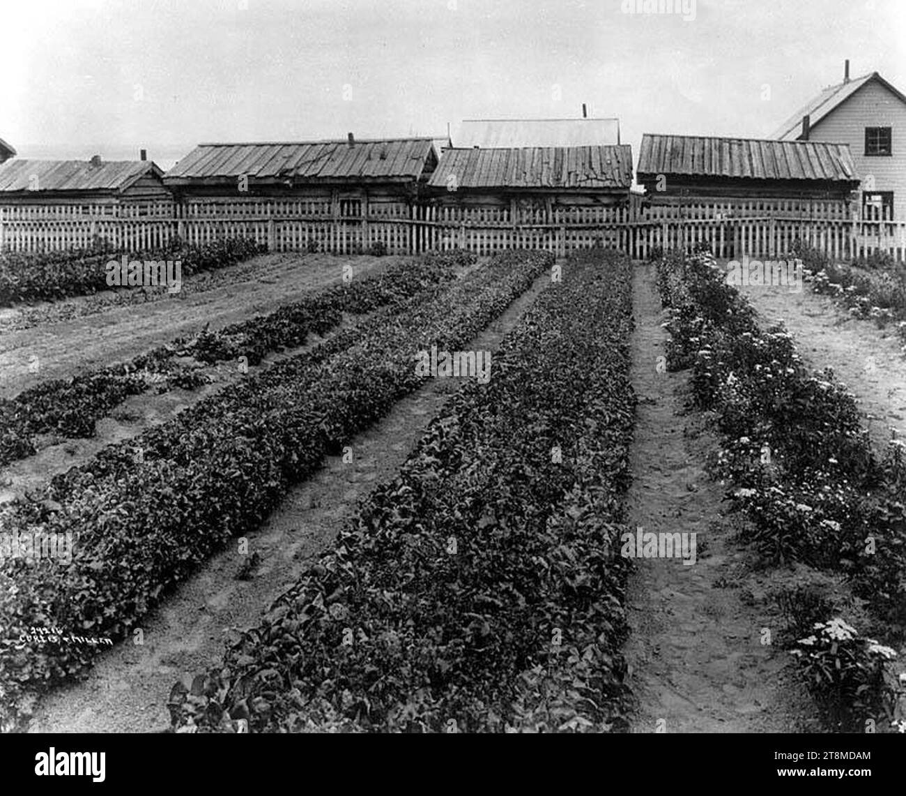 Vegetable garden at the mission, Holy Cross, Alaska Stock Photo - Alamy