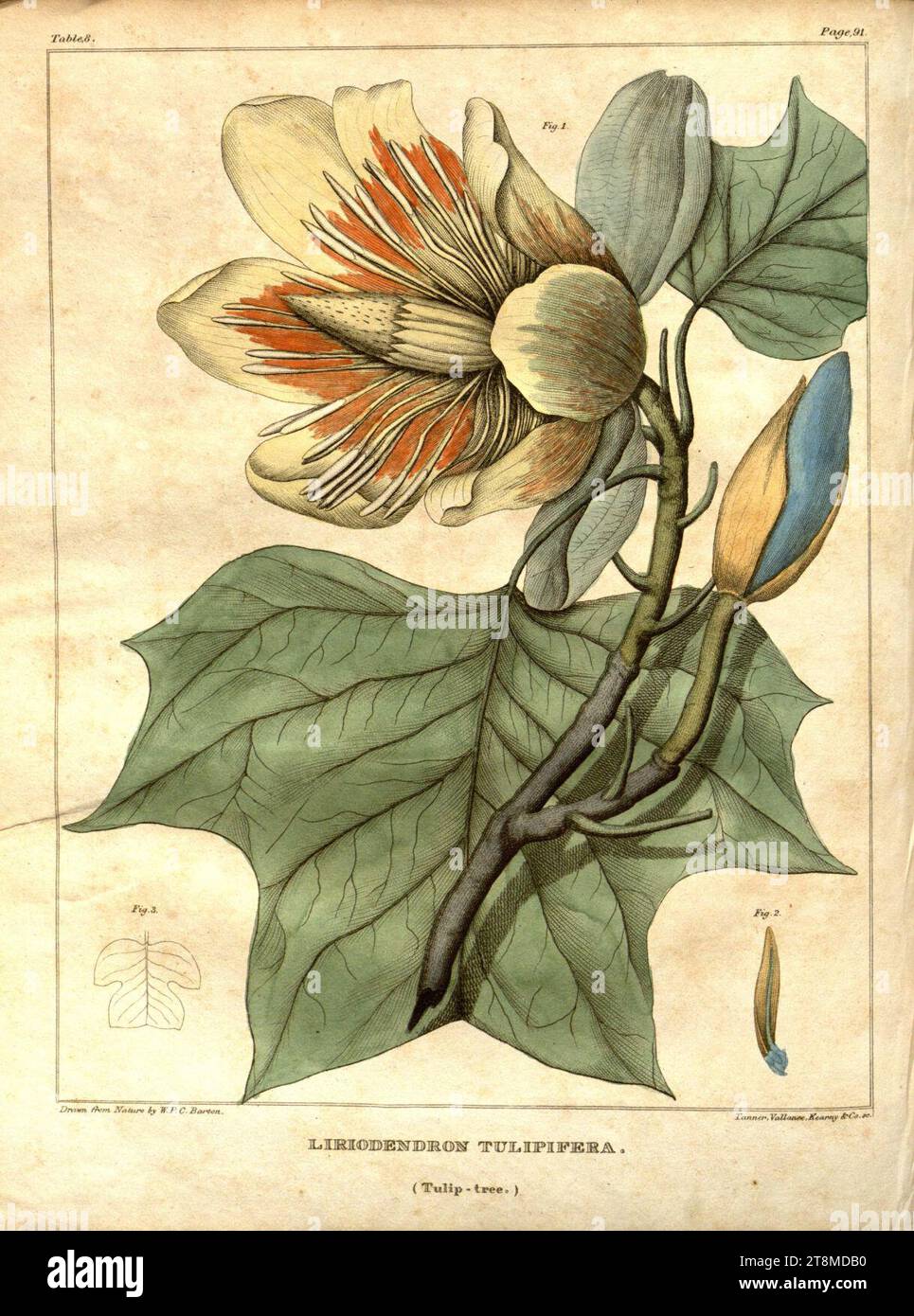 Botany medical materia medica vegetable materia medica hi-res stock ...