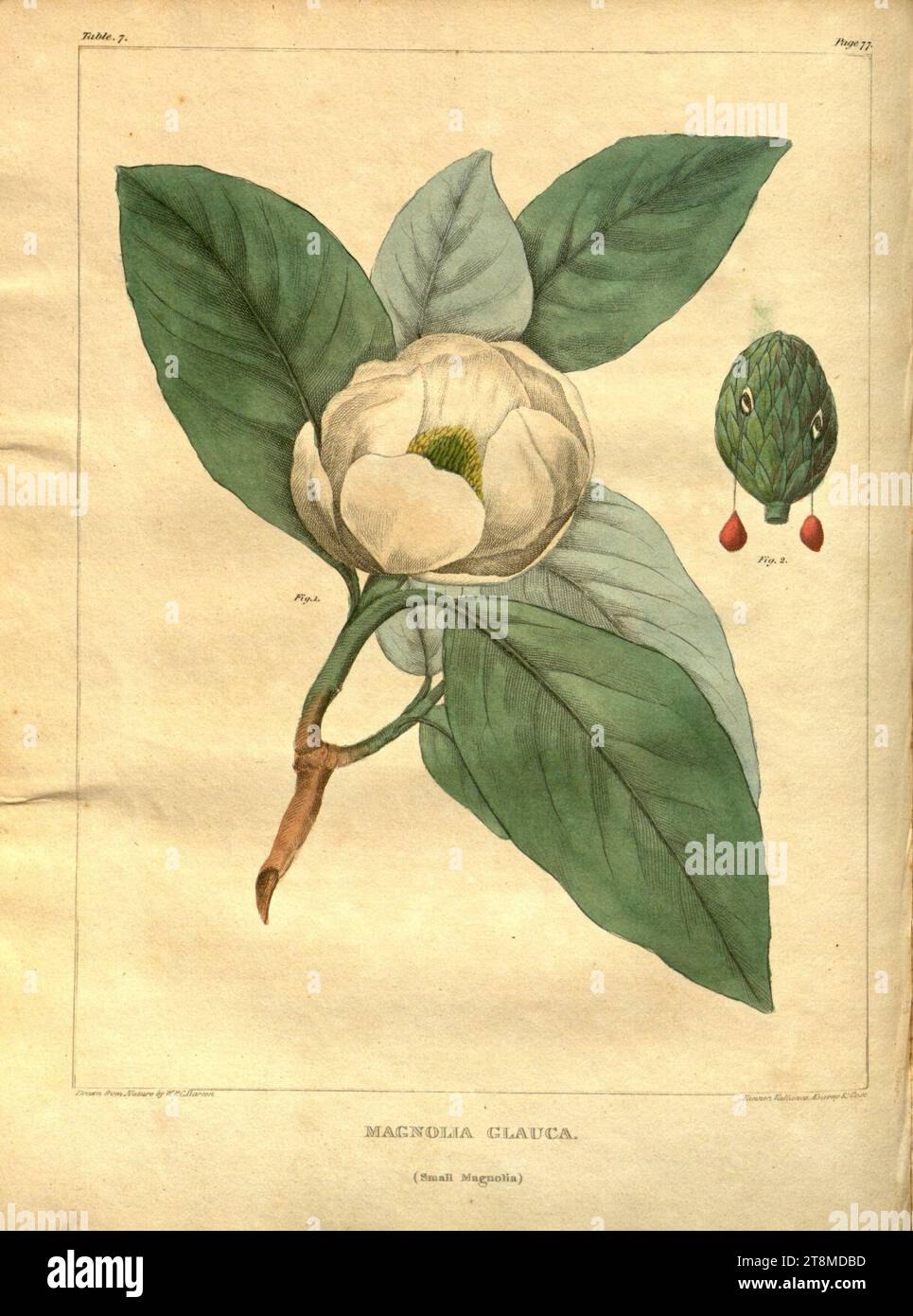 Vegetable materia medica of the United States, or, Medical botany ...