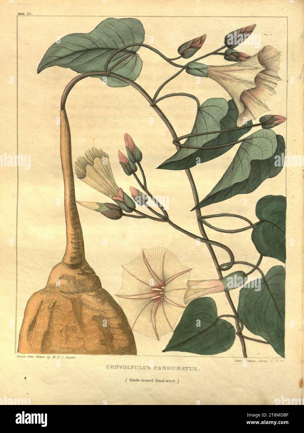 Vegetable materia medica of the United States, or, Medical botany ...