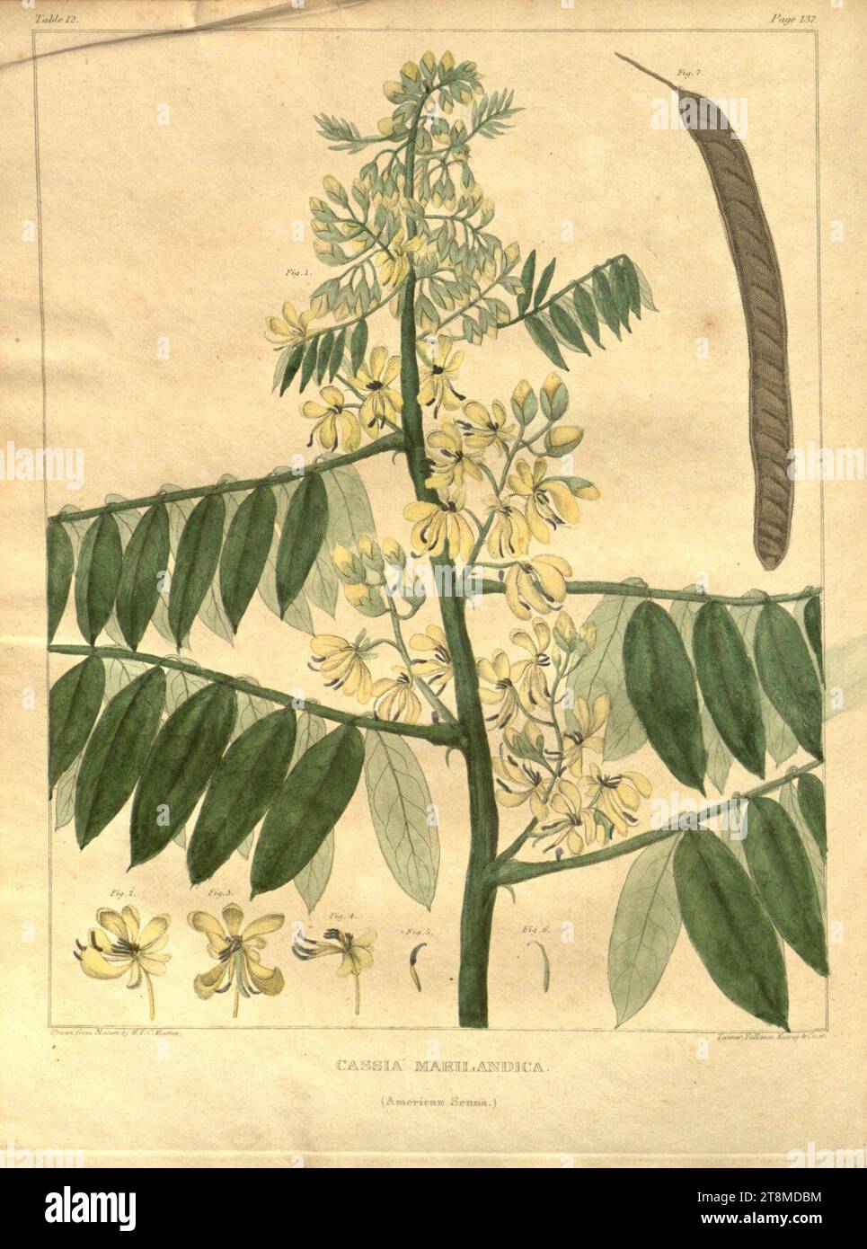 Vegetable materia medica of the United States, or, Medical botany ...