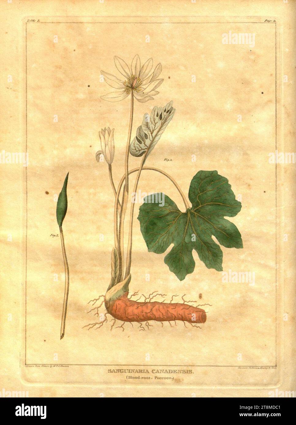 Vegetable materia medica of the United States, or, Medical botany ...