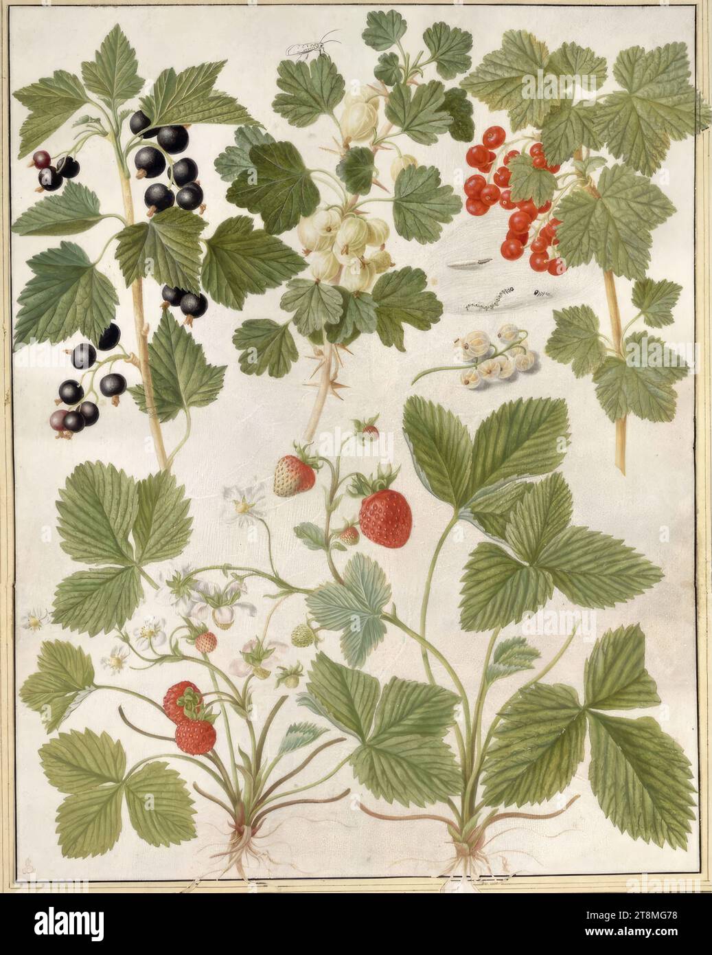 Strawberries, currants and gooseberries, Maria Sibylla Merian ...