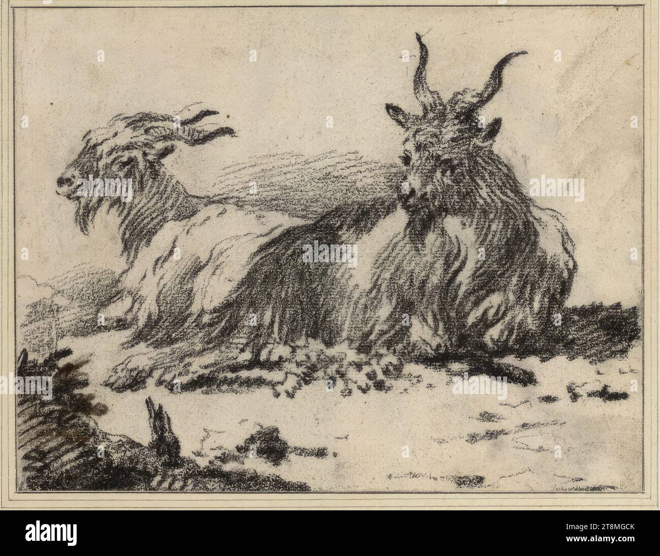 Two billy goats lying down hi-res stock photography and images - Alamy