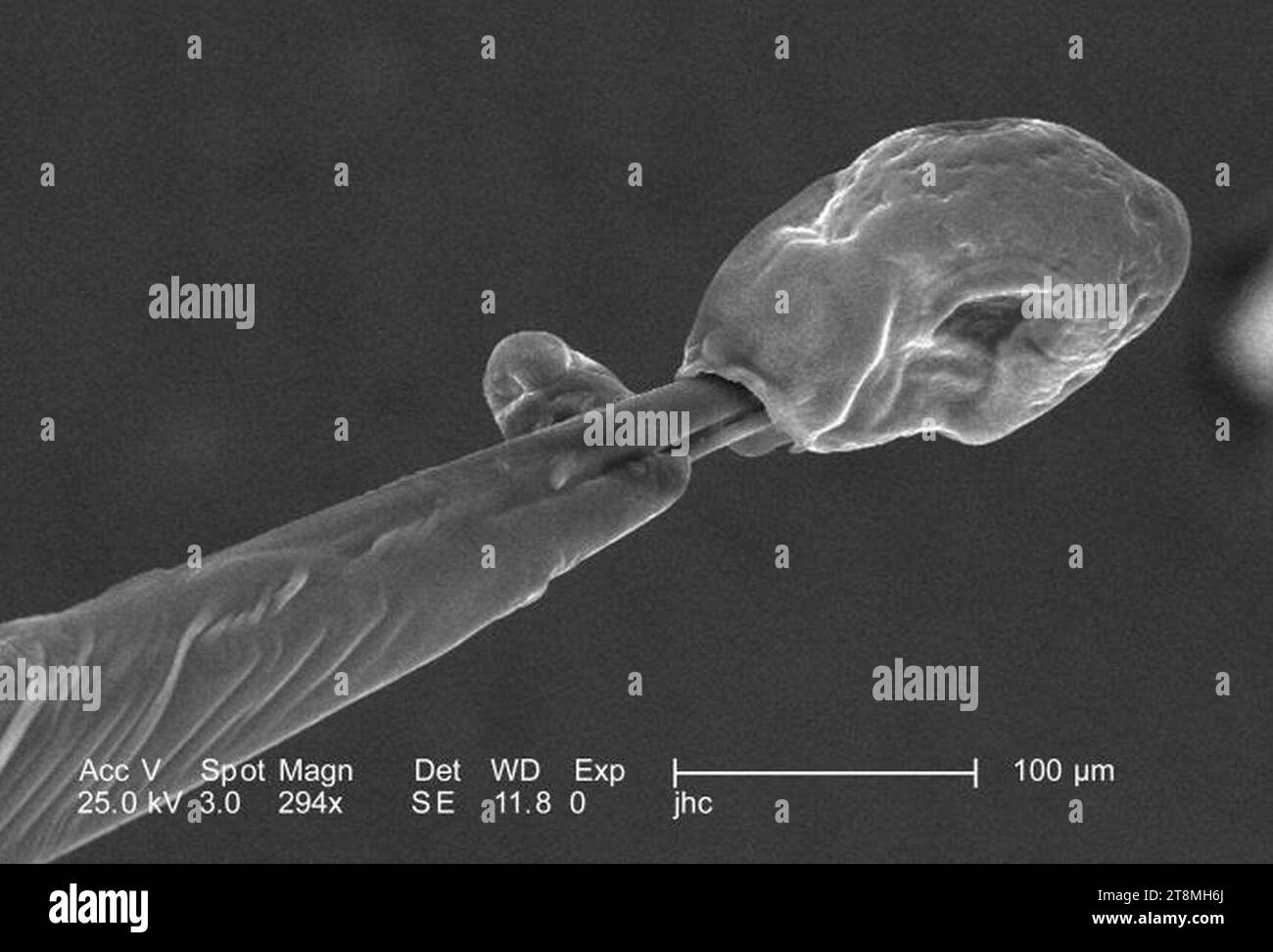 Velvet ant stinger (tip)--scanning electron microscope image Stock ...