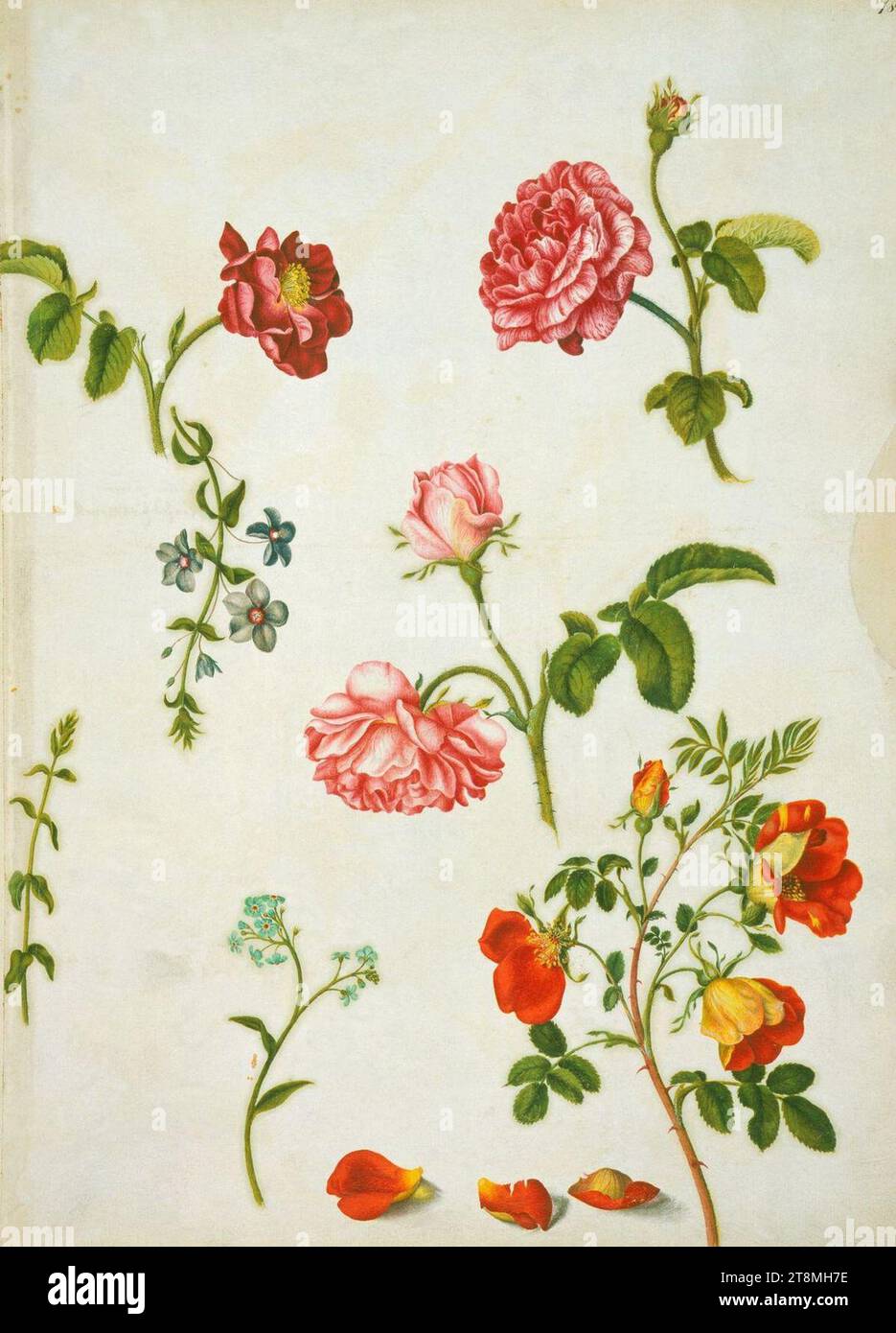 Velvet rose, unidentified rose, flaxleaf pimpernel, damask rose, water ...