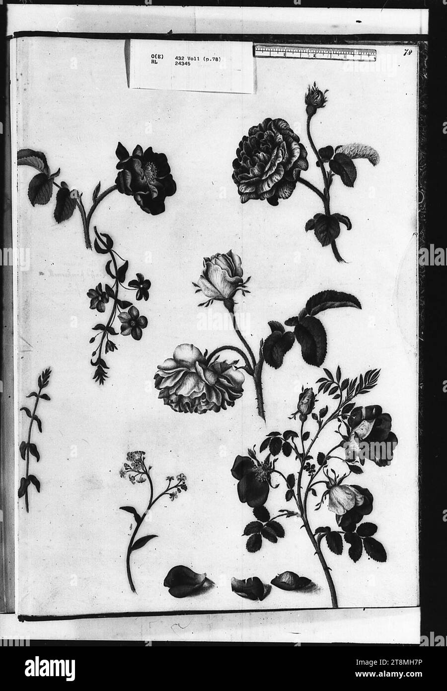 Velvet rose, unidentified rose, flaxleaf pimpernel, damask rose, water ...