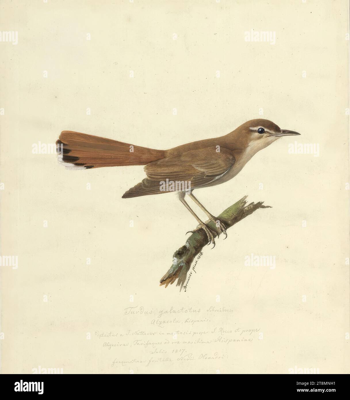 Rostrothe [sic] thrush (Turdus rubiginosus), Leopold Brunner d.Ä ...