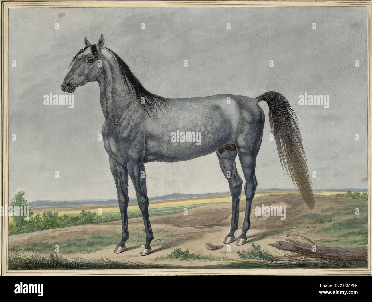 Iron-gray Arabian to the left, Carl Adolph Heinrich Heß (Dresden 1769 ...