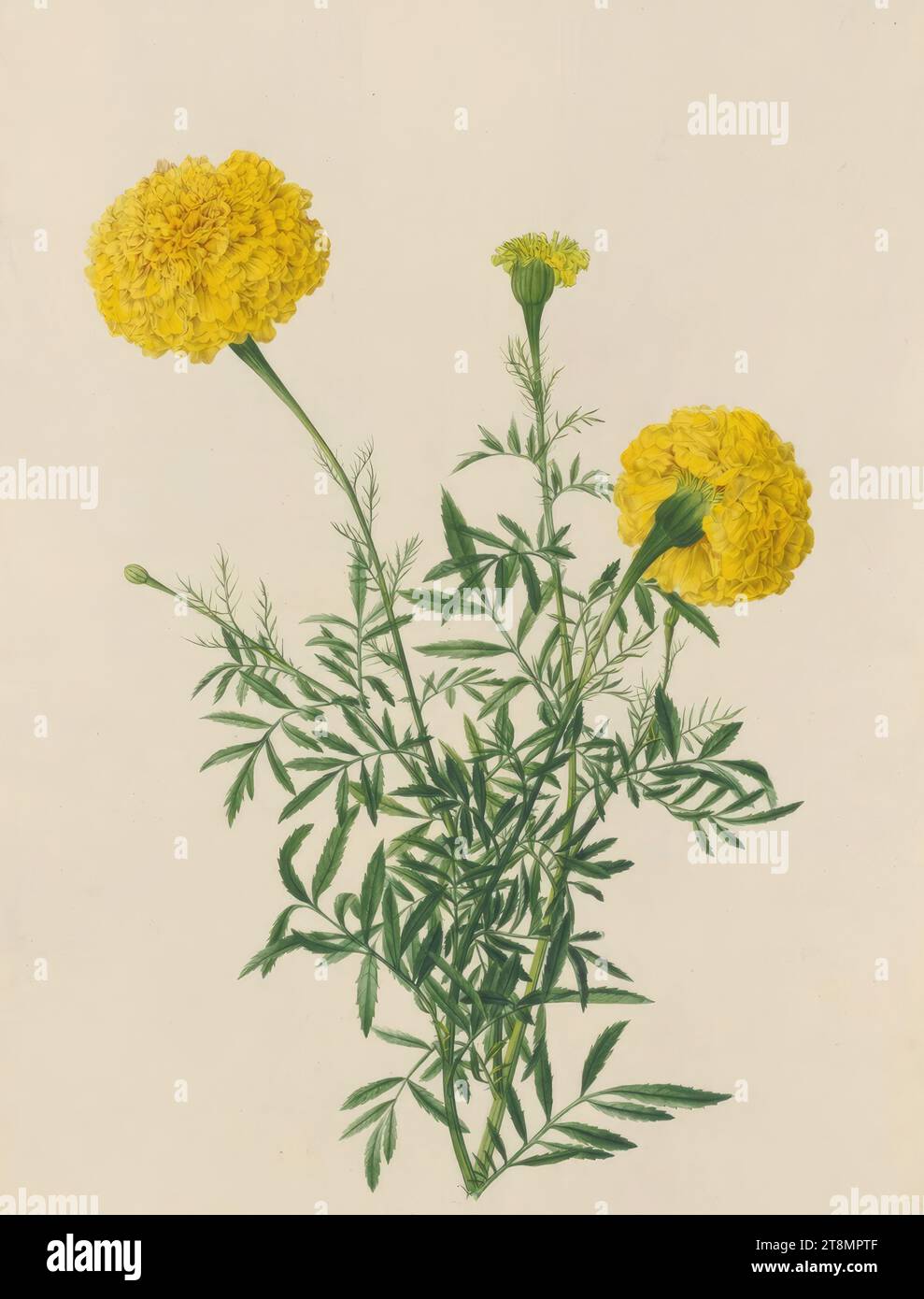 R colour hi-res stock photography and images - Alamy