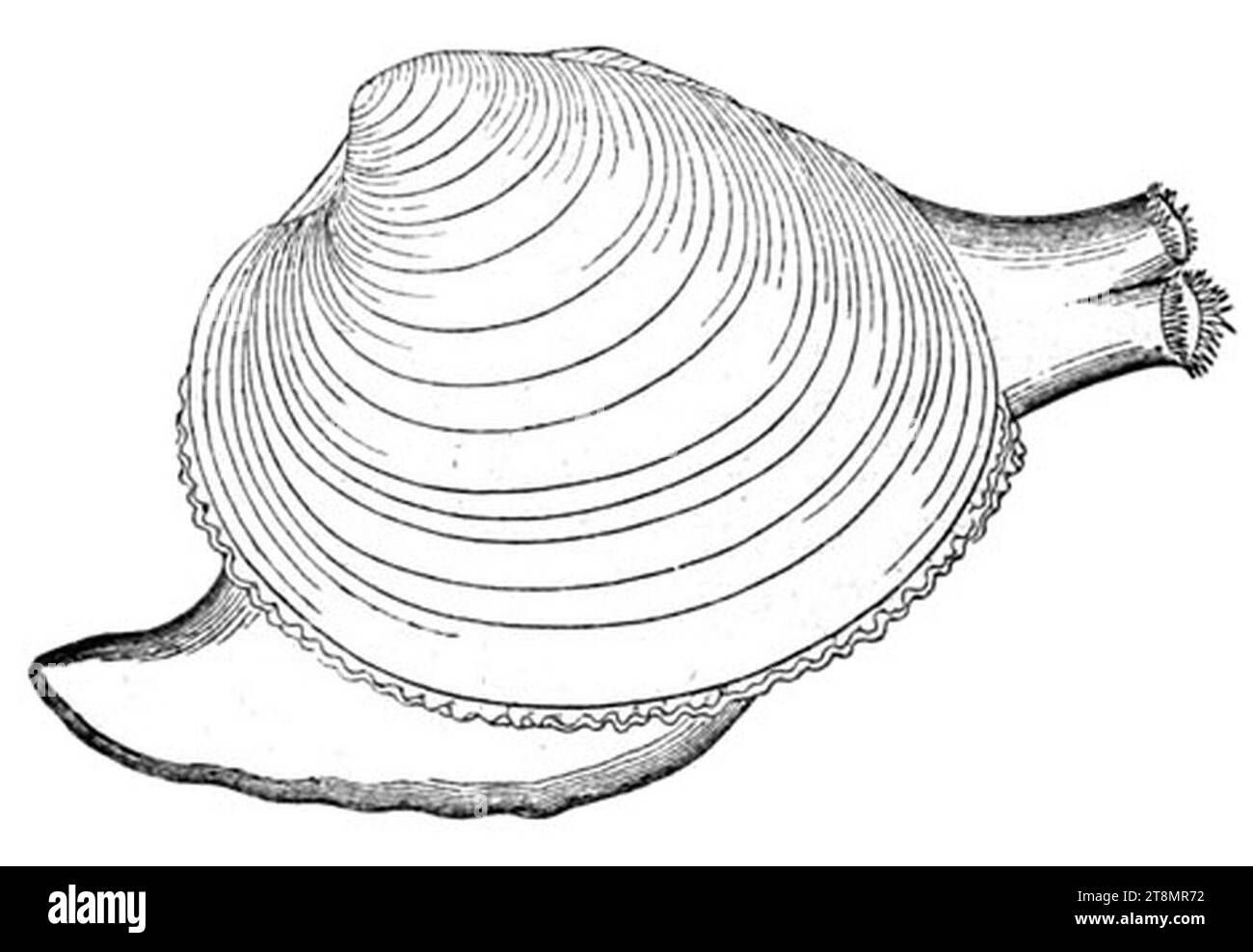 Venus verrucosa 3 Stock Photo - Alamy