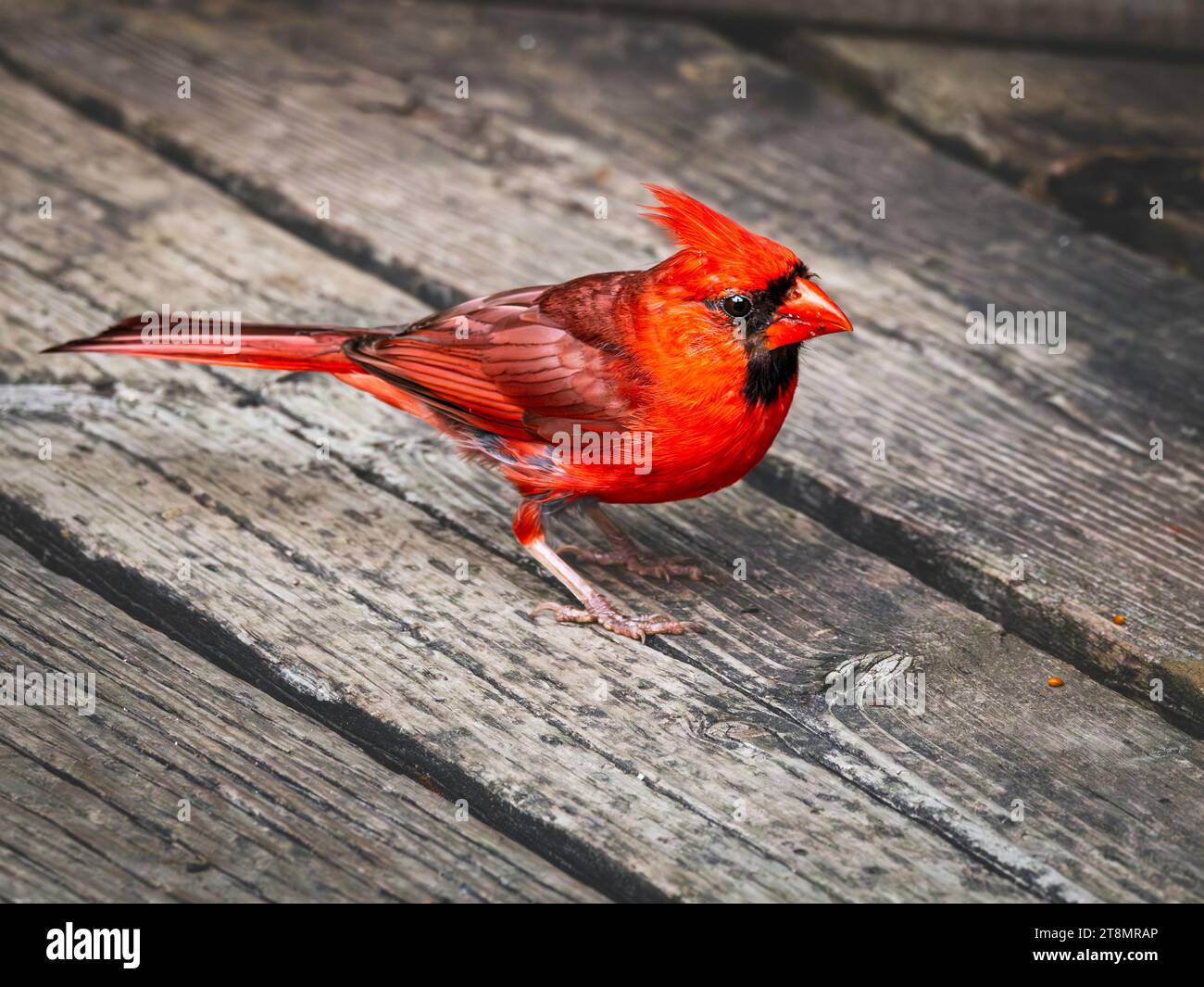 North American Cardinal Stock Photo - Alamy