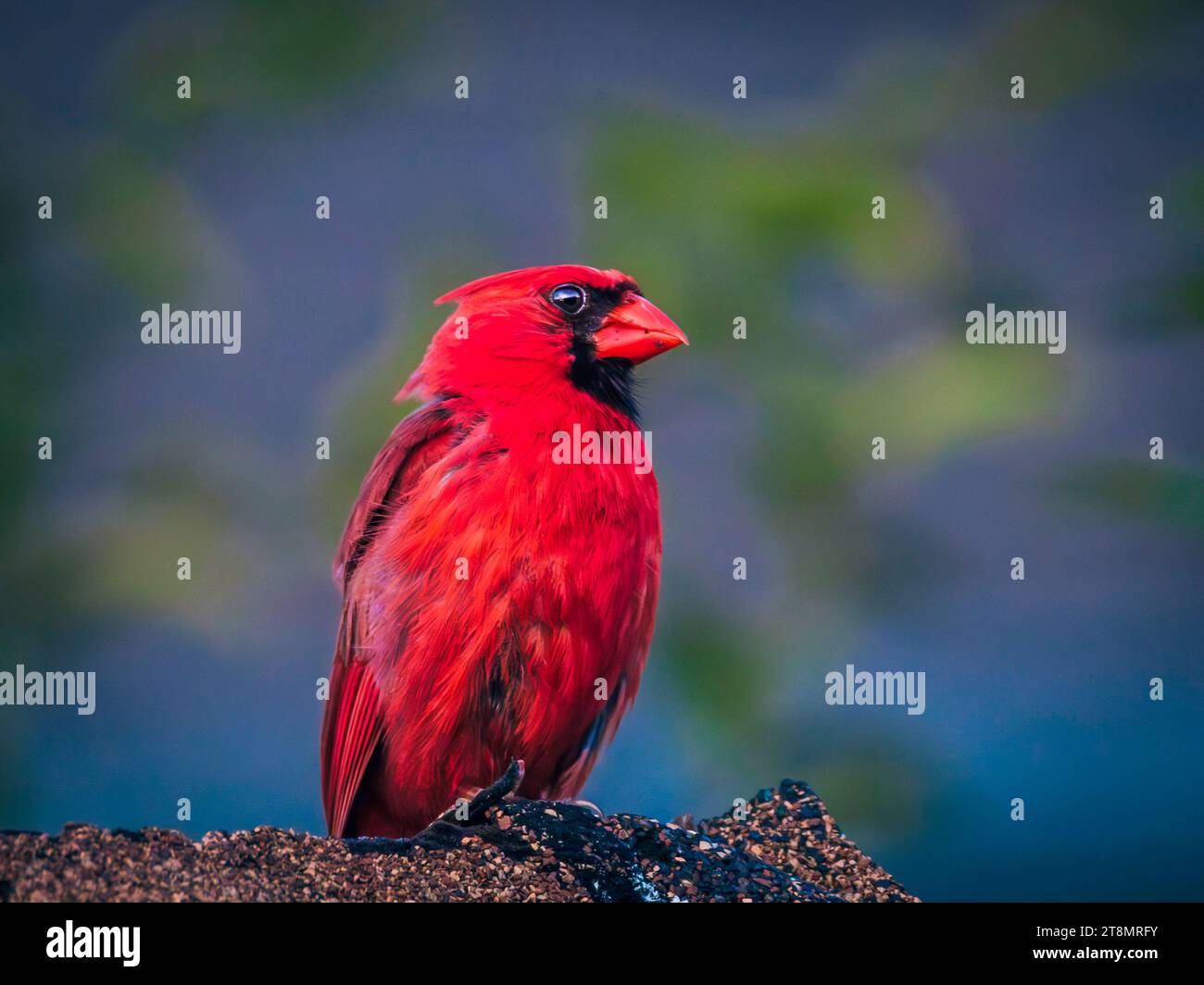 Red male cardinal bird perching against blurred natural background ...