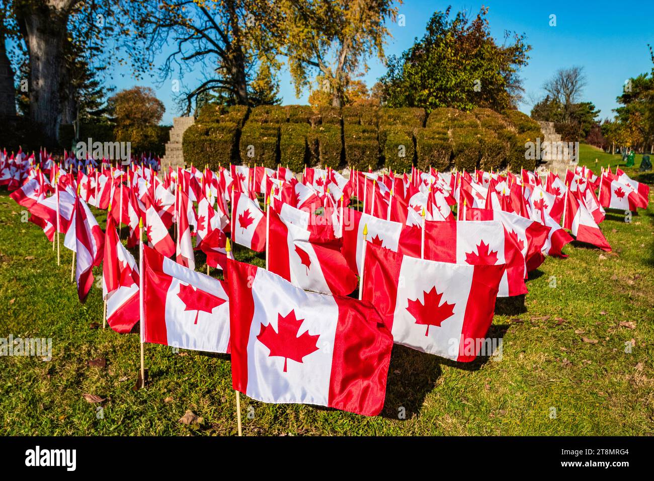 many Canadian flags waving on the ground, celebrating Remembrance Day ...