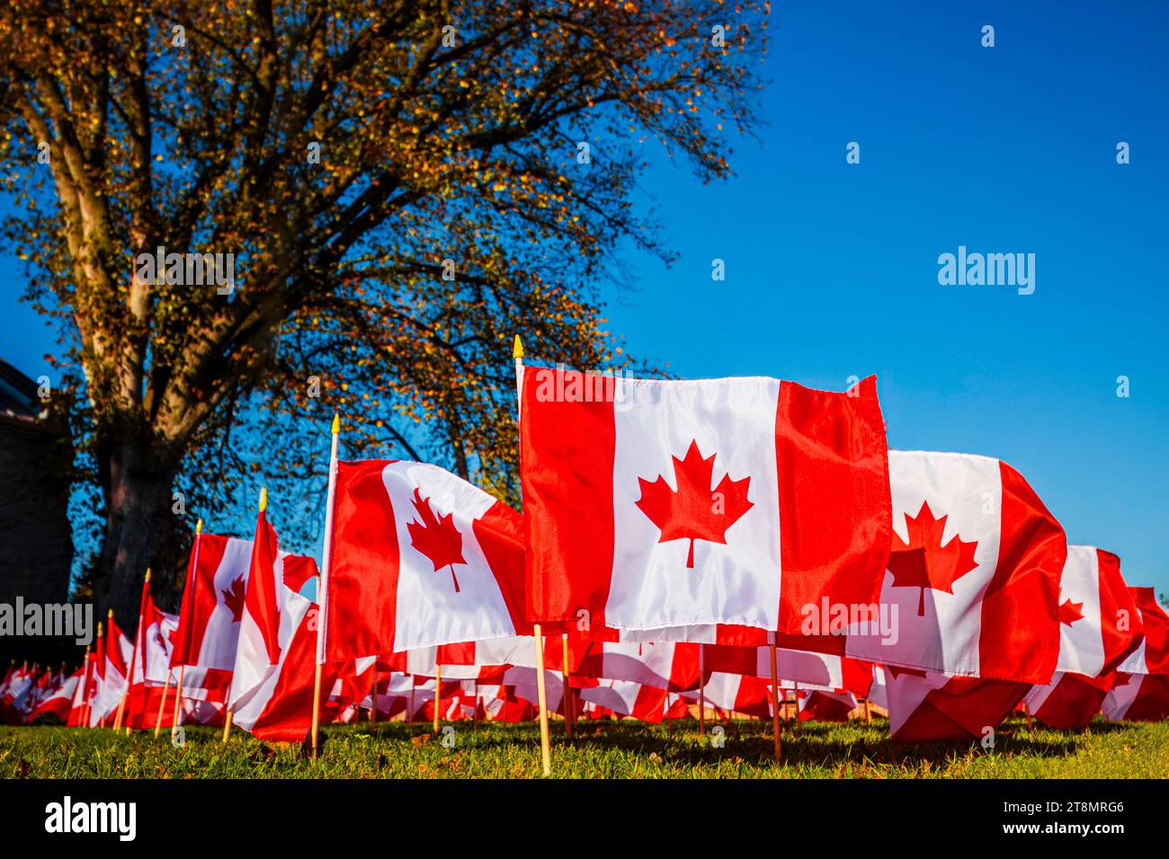 many Canadian flags waving on the ground, celebrating Remembrance Day ...