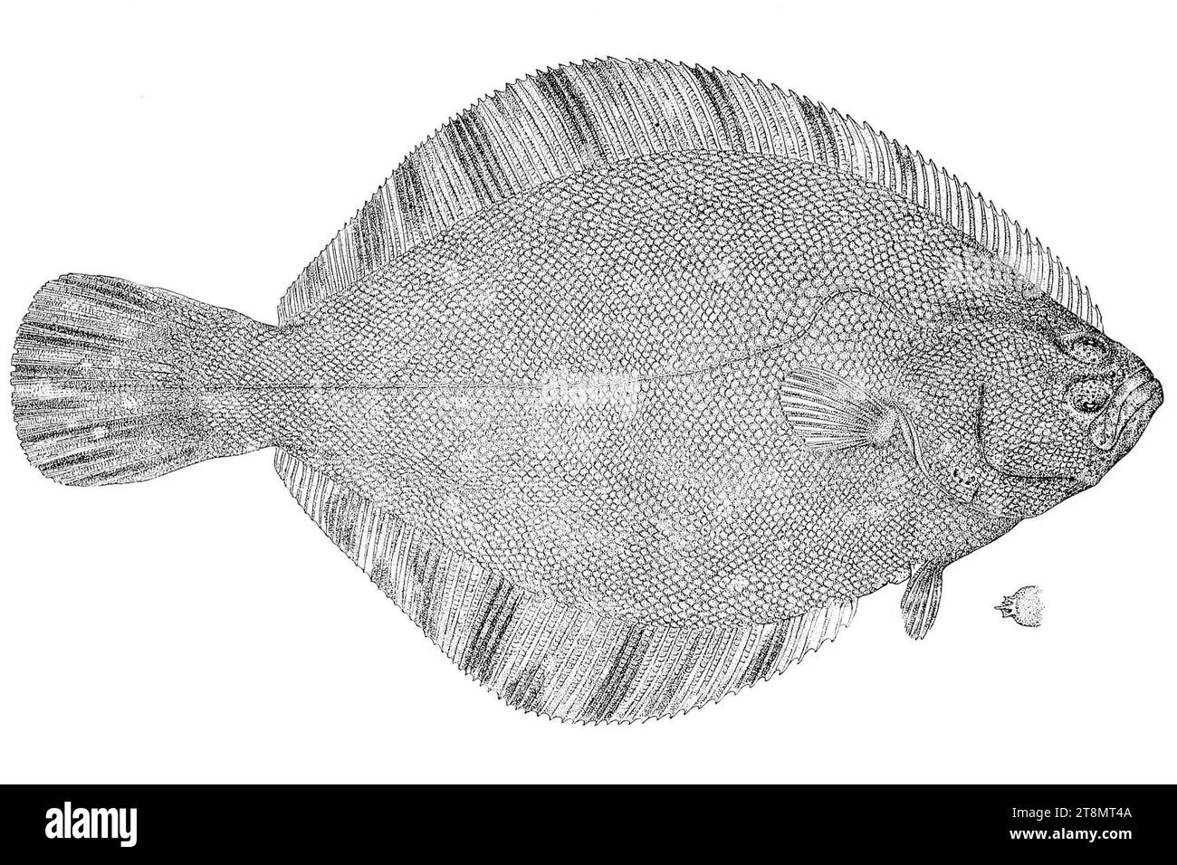 Verasper hi-res stock photography and images - Alamy