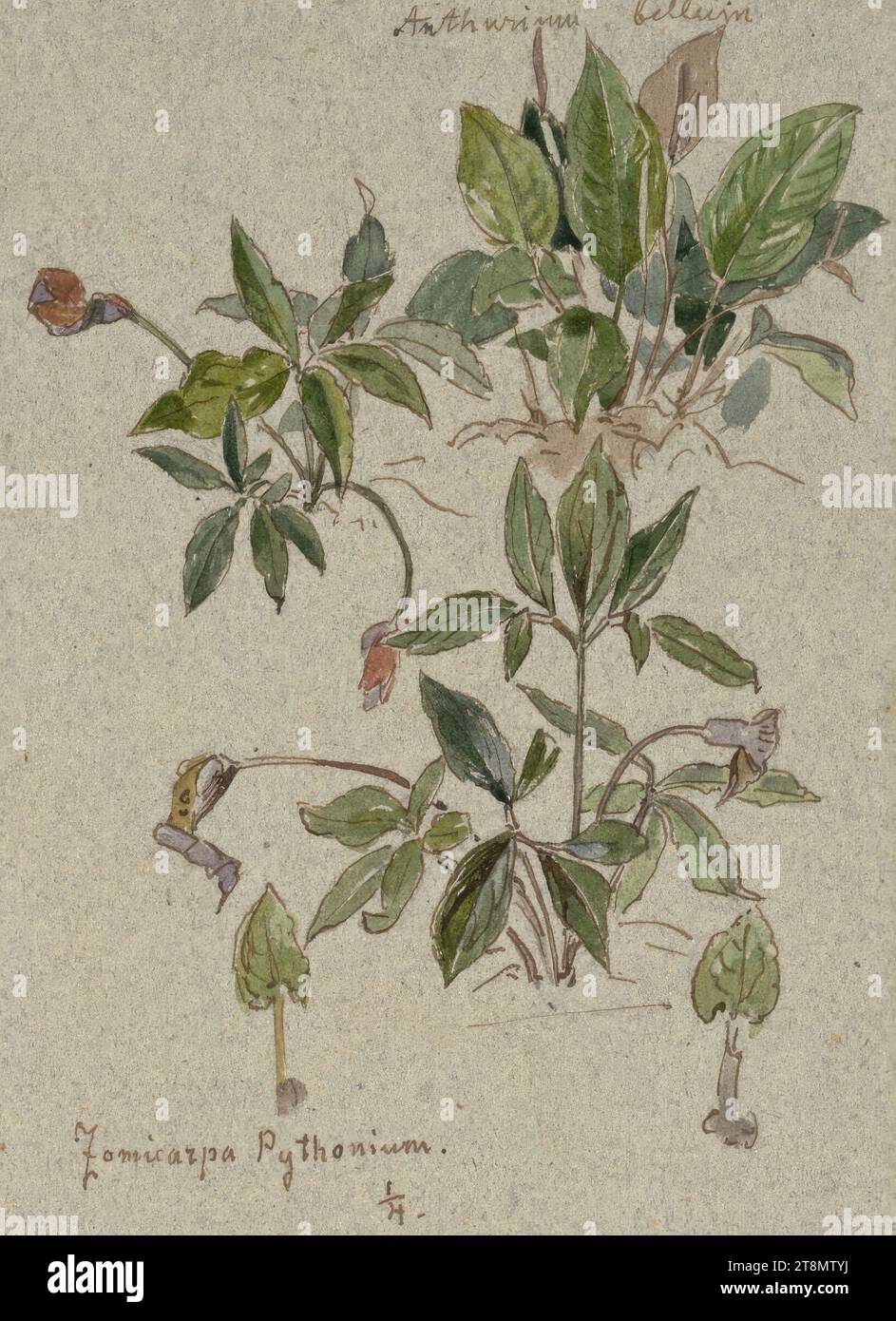 Zomicarpa pythonicum hi-res stock photography and images - Alamy
