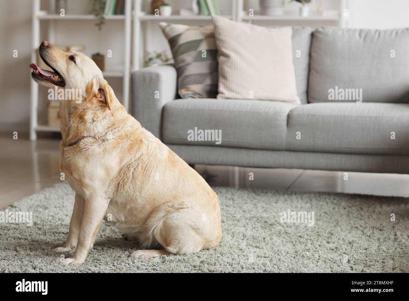Cute Labrador dog sitting on carpet at home Stock Photo - Alamy