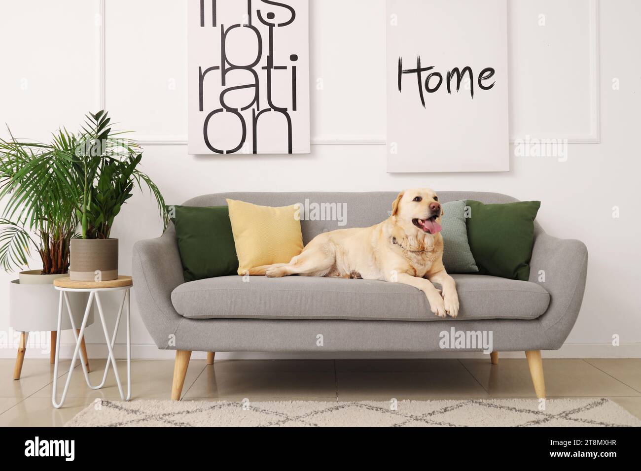 Cute Labrador dog lying on sofa at home Stock Photo - Alamy