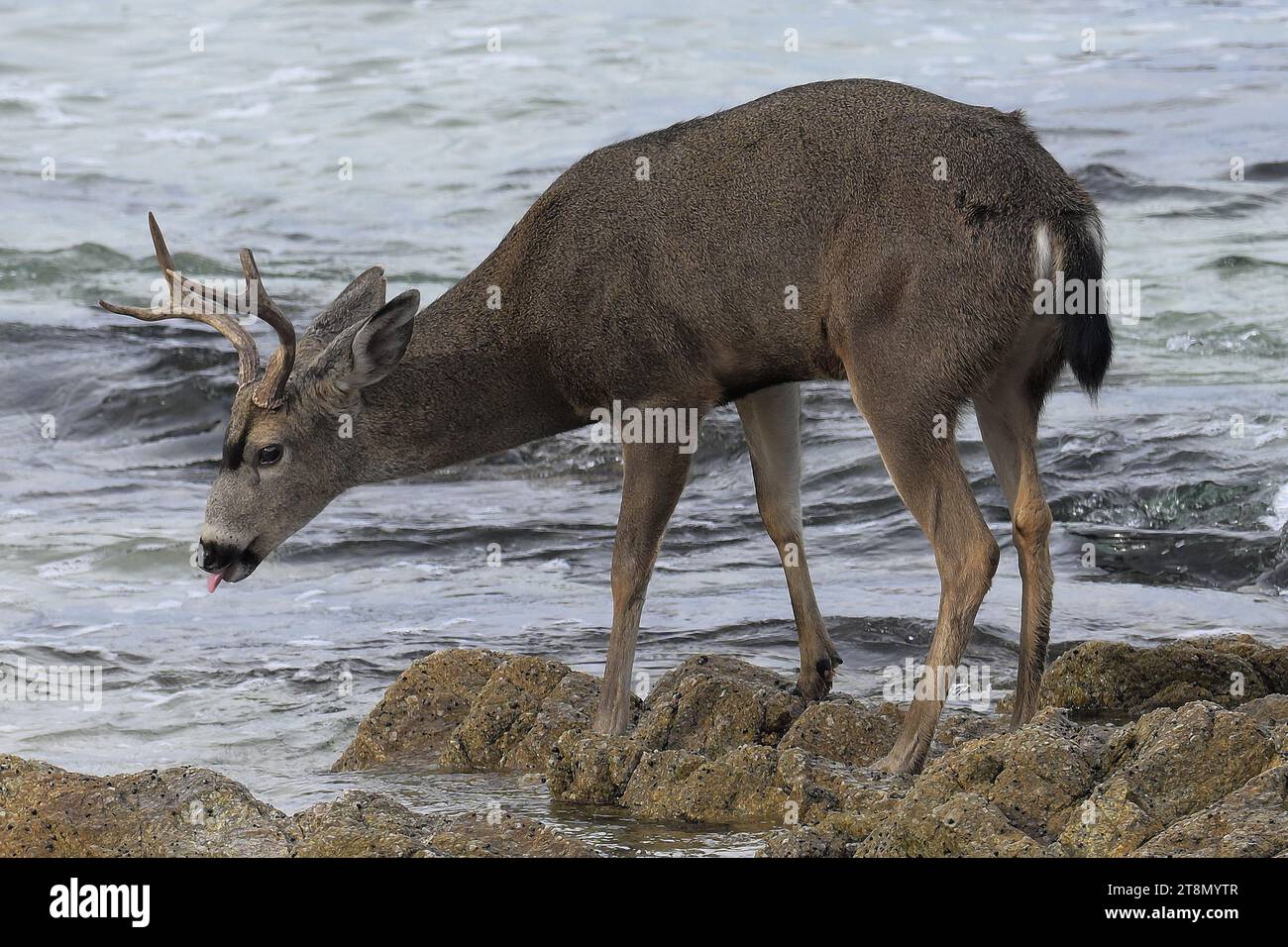 Pacific Grove, California, USA. 17th Nov, 2023. California Mule Deer ...