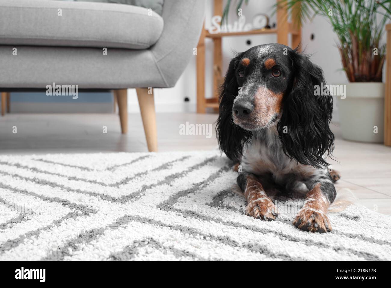 Cute cocker spaniel lying in living room Stock Photo - Alamy