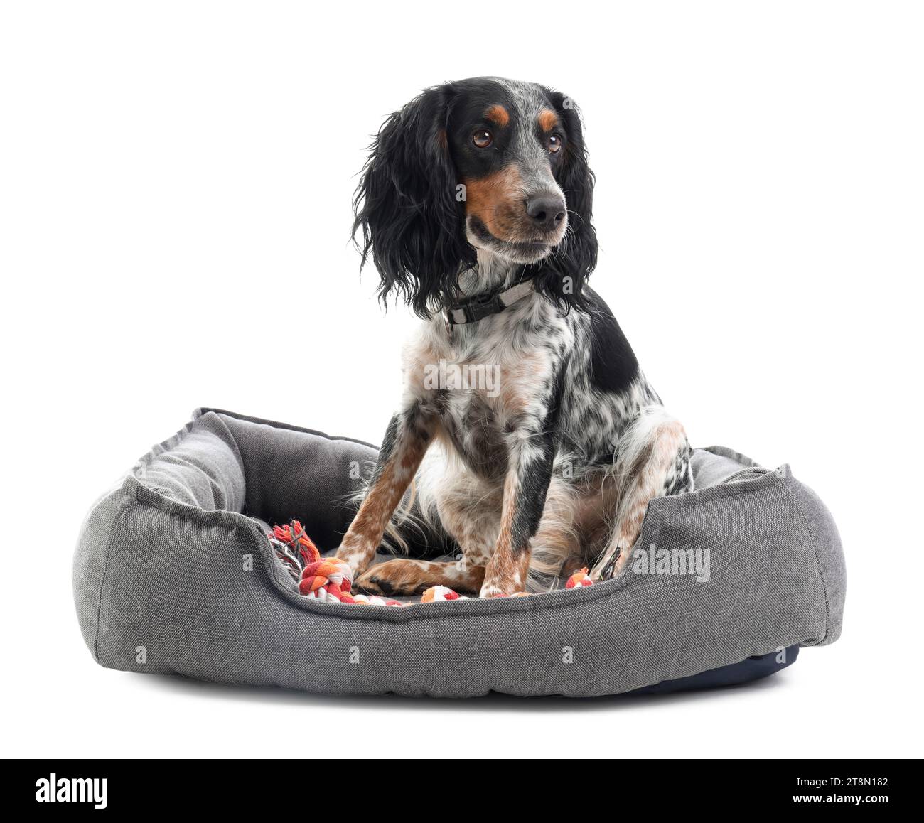 Cute cocker spaniel with toy sitting in pet bed on white background ...