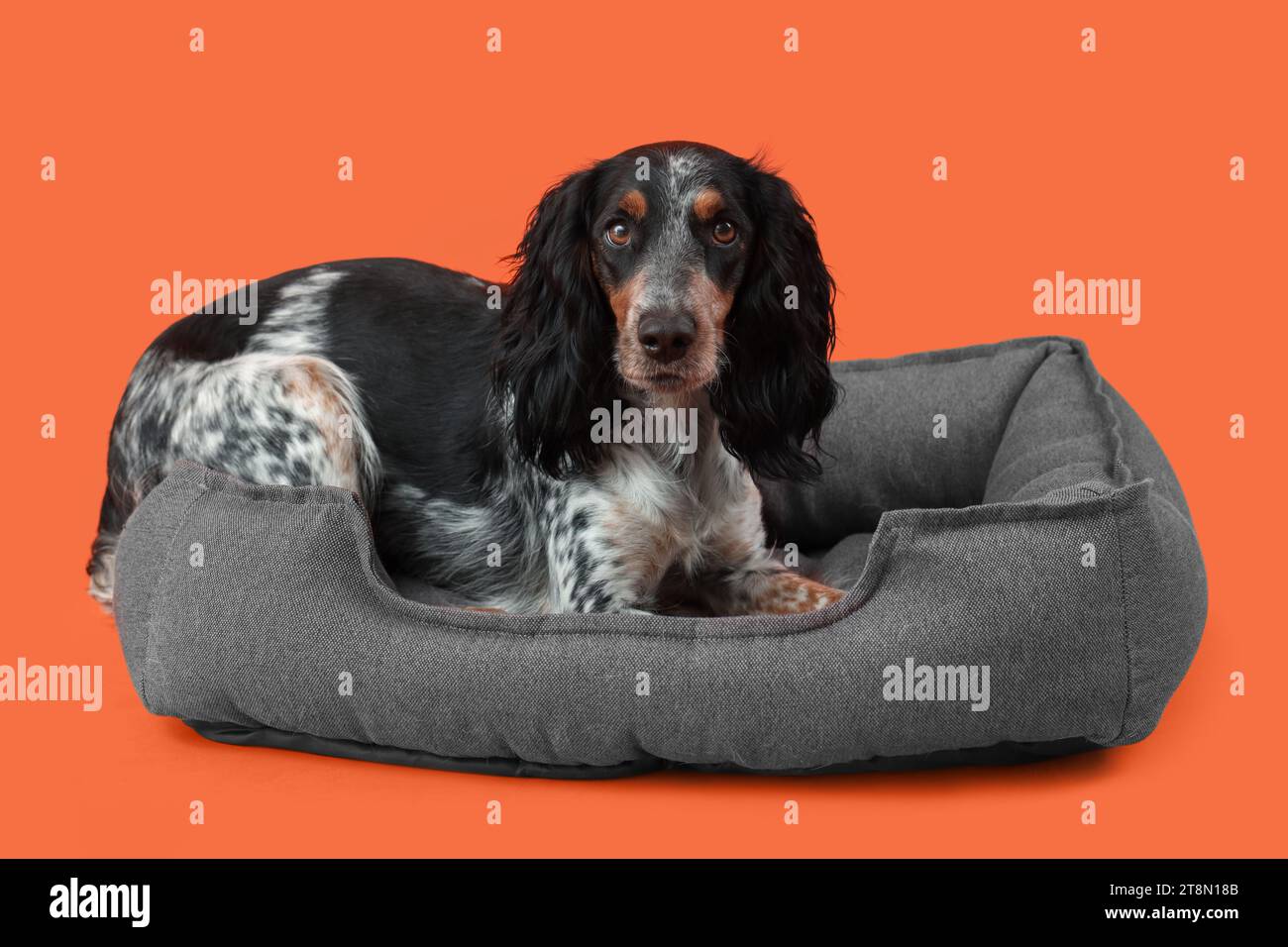 Cute cocker spaniel lying in pet bed on orange background Stock Photo ...